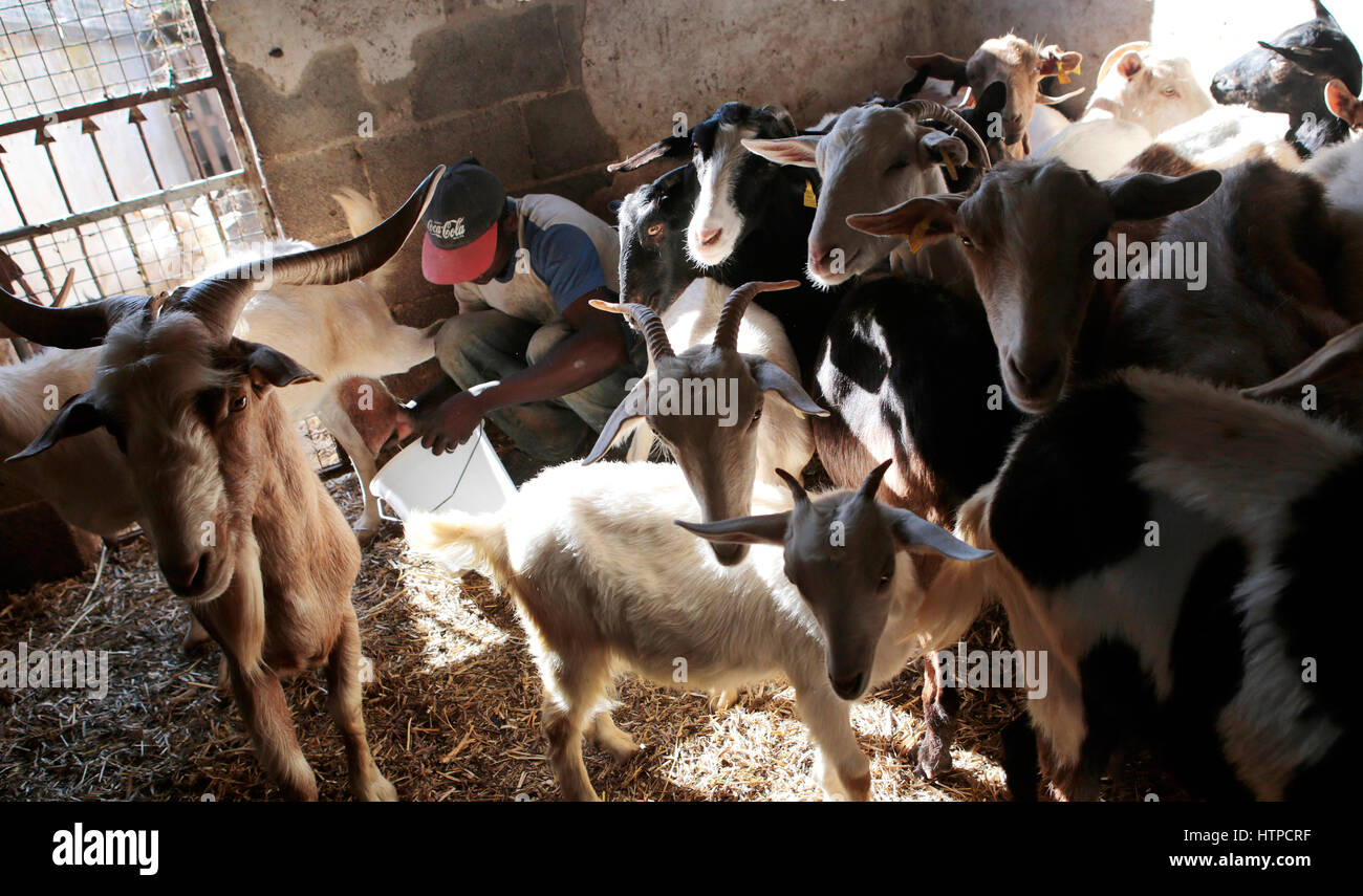Milking goats hi-res stock photography and images - Alamy