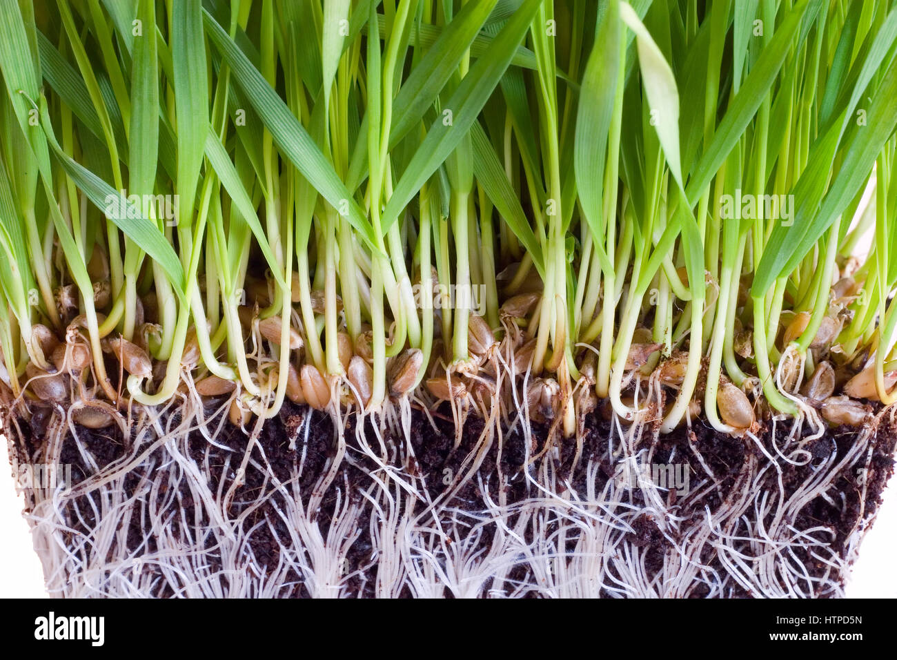 Wheat Roots Stock Photos & Wheat Roots Stock Images - Alamy