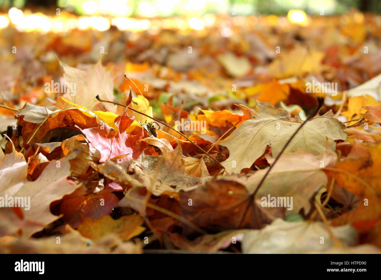 Fall Leaf Carpet Stock Photo - Alamy
