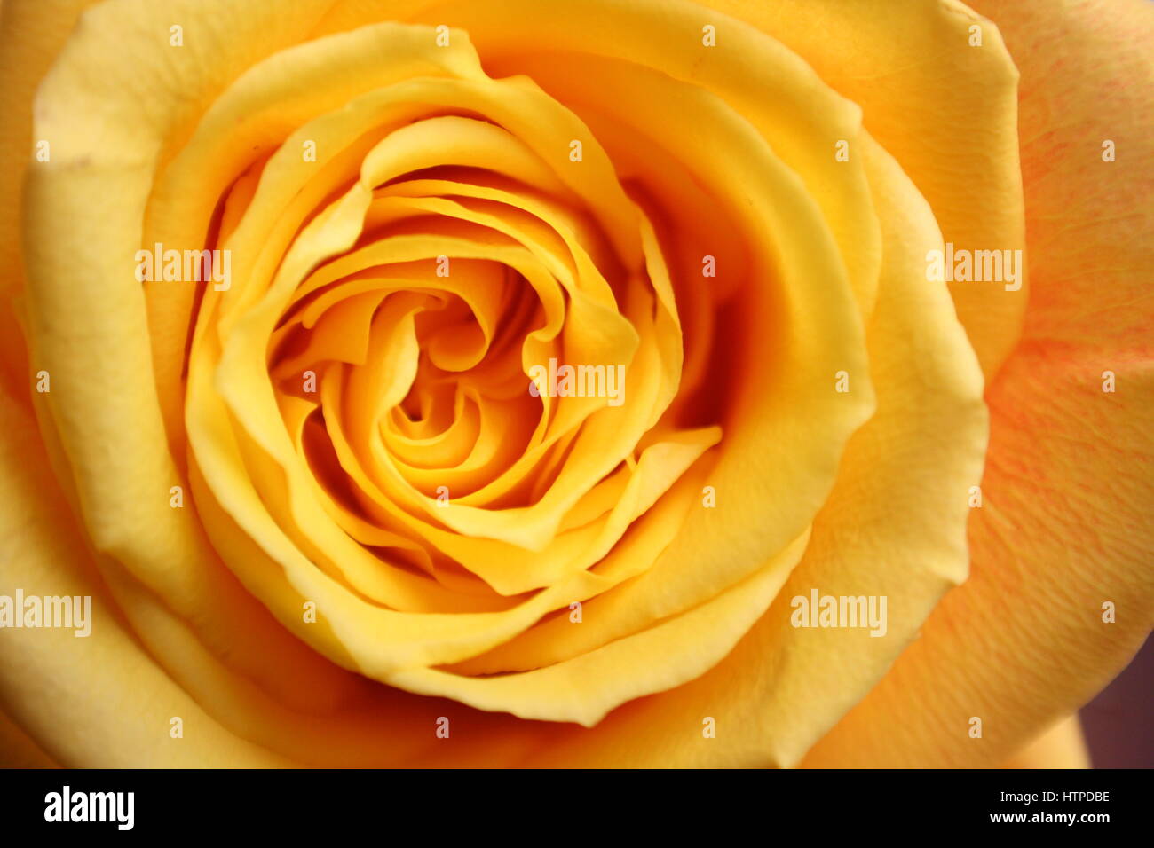 Yellow Rose Close-up Stock Photo - Alamy