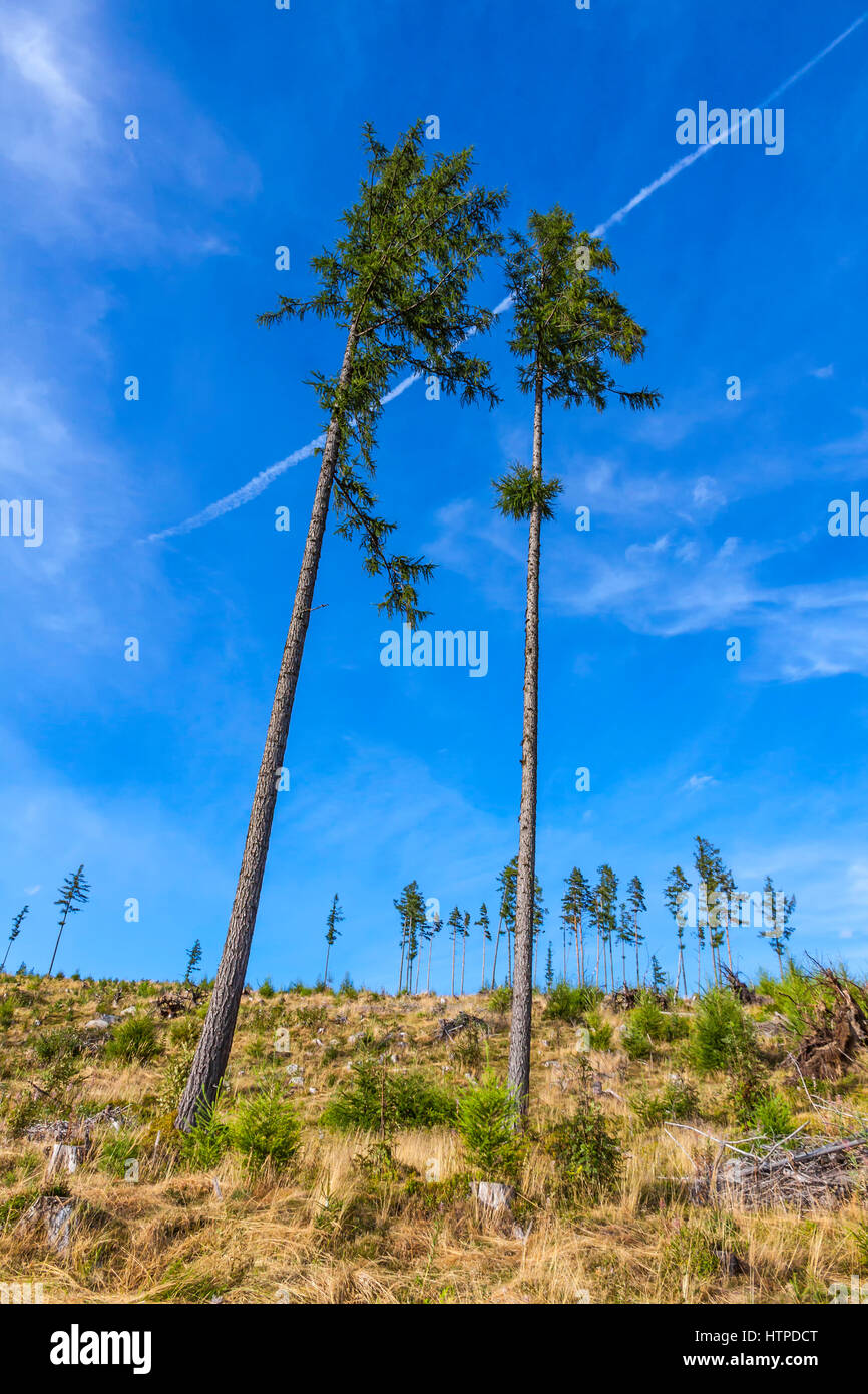 Broken forest in Tatra mountains near Stary Smokovec village, Tatra ...