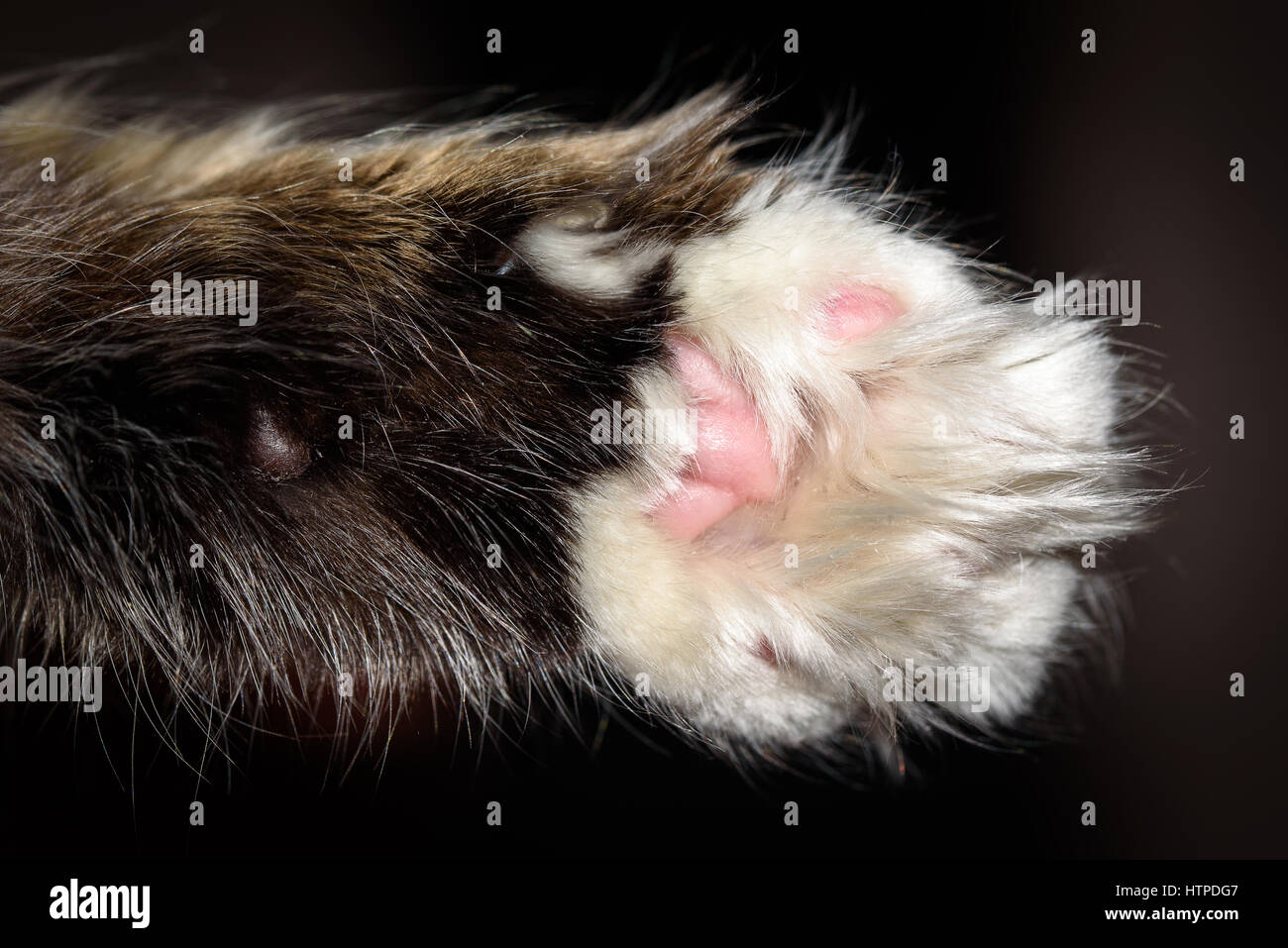 Kitten soft hi-res stock photography and images - Alamy