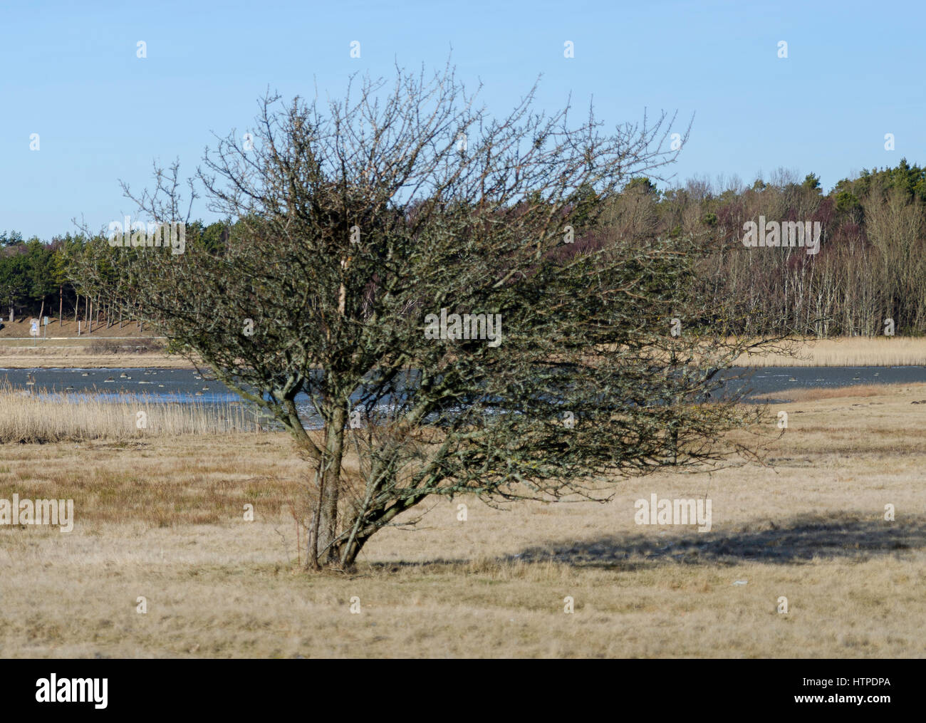 one lonely tree on the field blue sky and the water is behind Stock ...