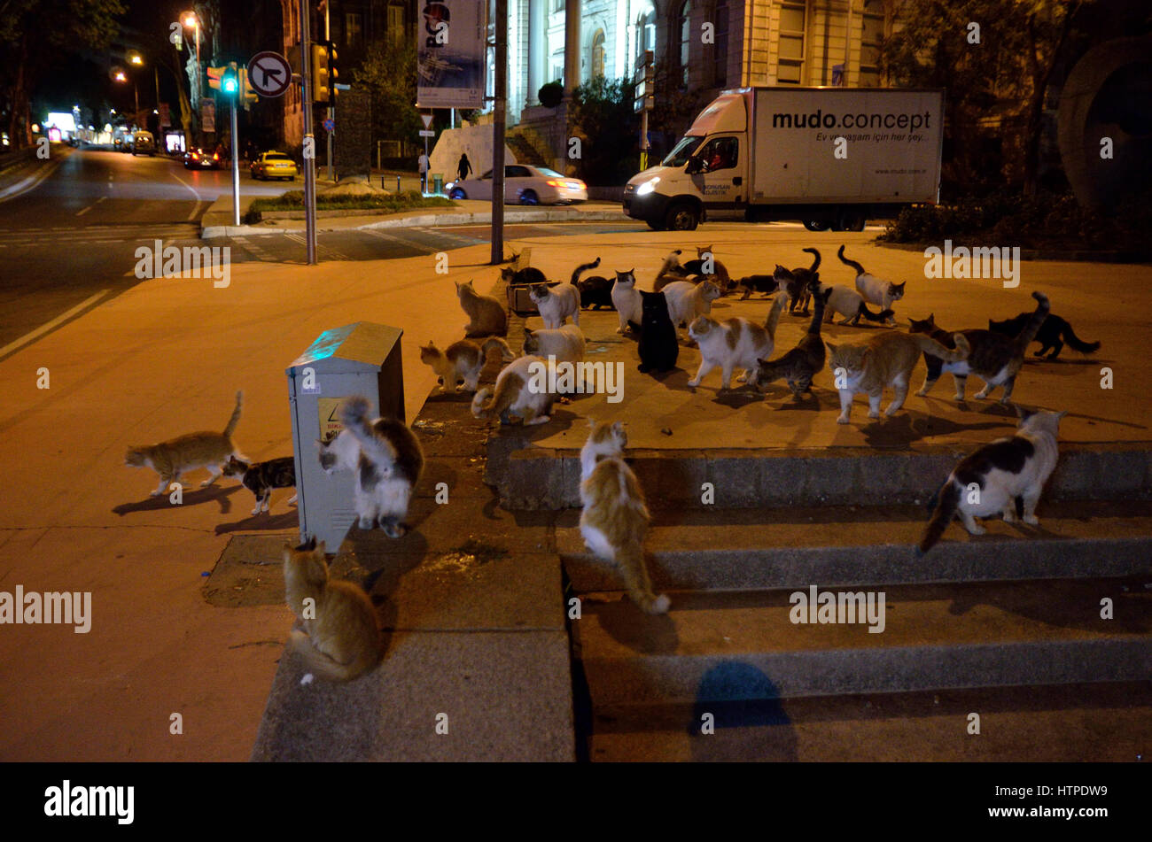 Stray cats in Istanbul Stock Photo - Alamy