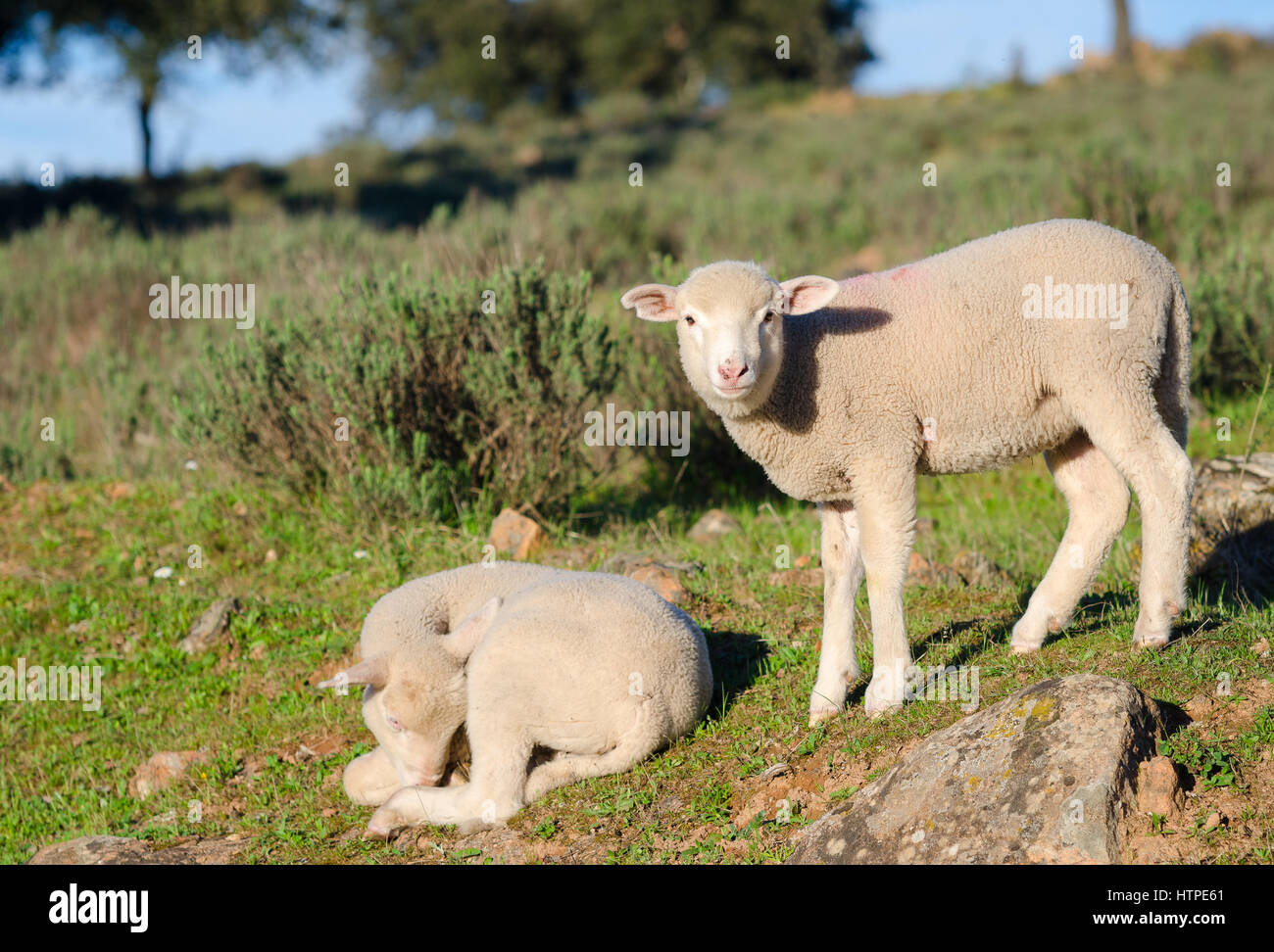 Cute little white sheep hi-res stock photography and images - Alamy