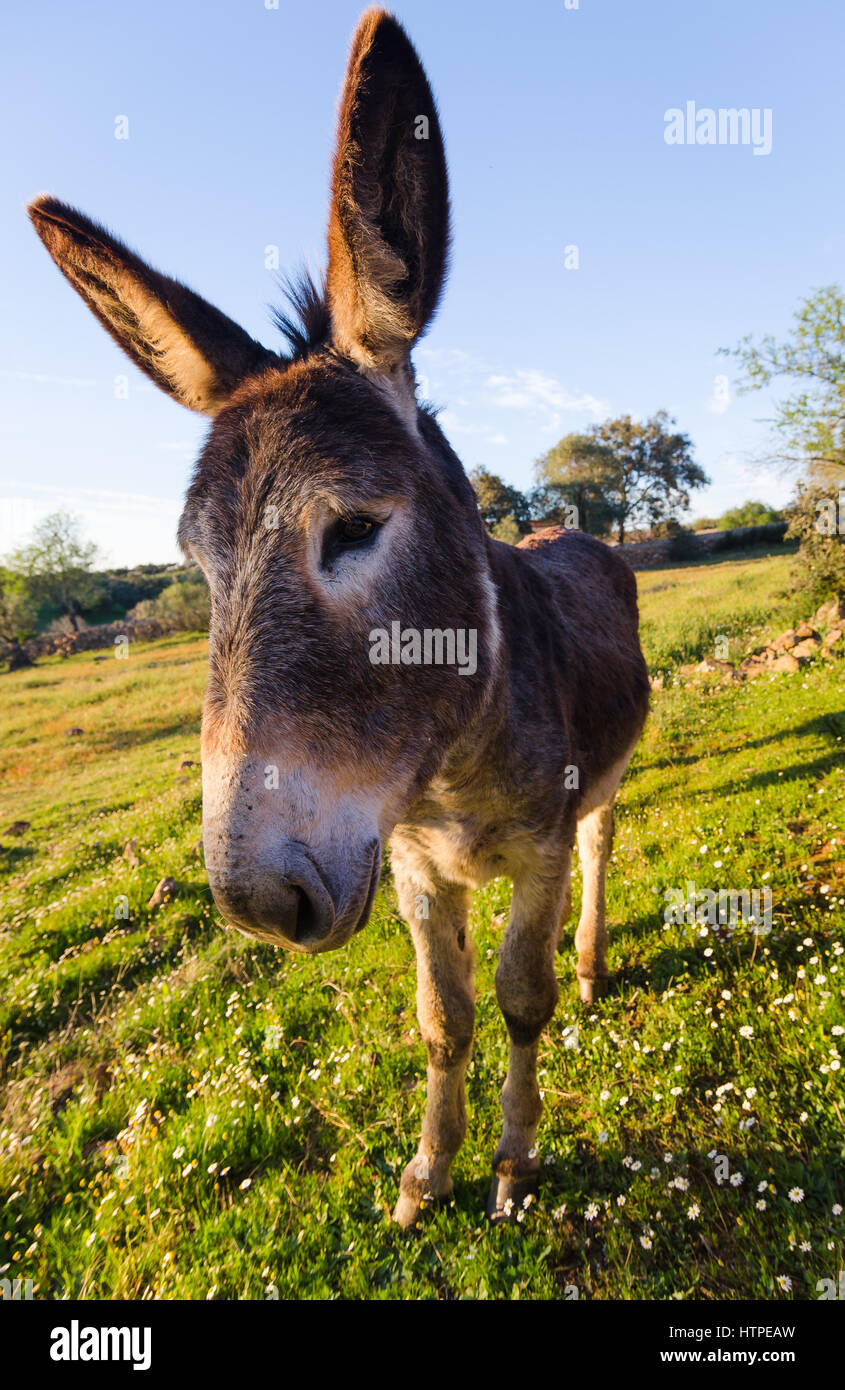 Donkey in a field hi-res stock photography and images - Alamy