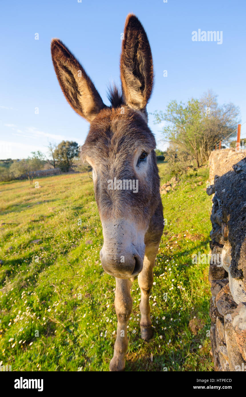 Donkey front face hi-res stock photography and images - Alamy
