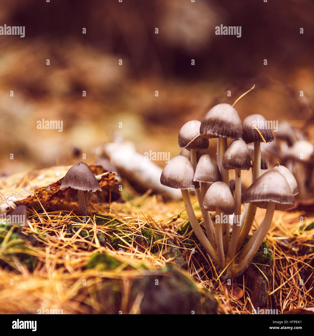 Autumn forest wild mushrooms close up Stock Photo - Alamy