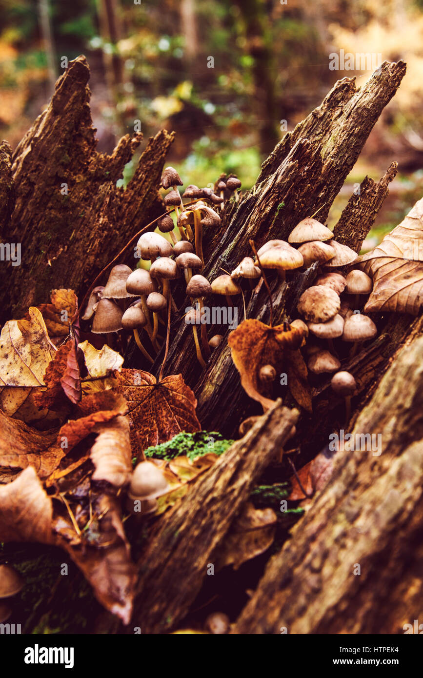 Autumn forest wild mushrooms close up Stock Photo - Alamy