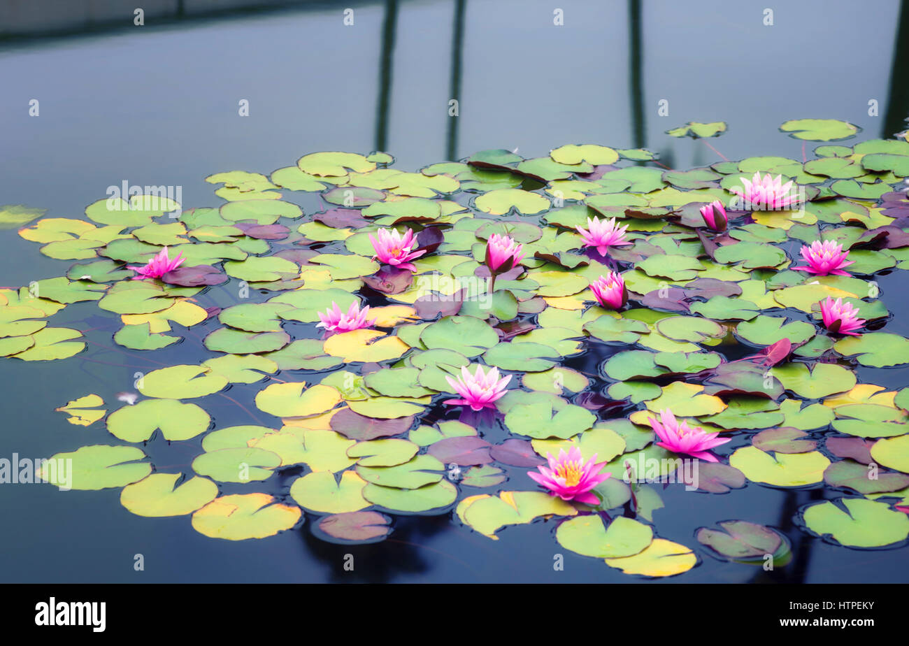 Lily pads pond flowers hi-res stock photography and images - Alamy