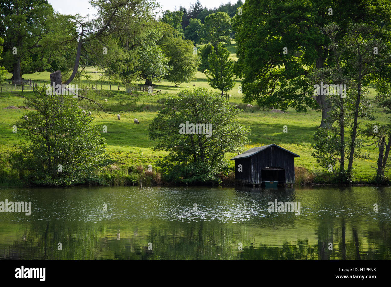 Picturesque pastures with sheep, Scotland, UK Stock Photo - Alamy