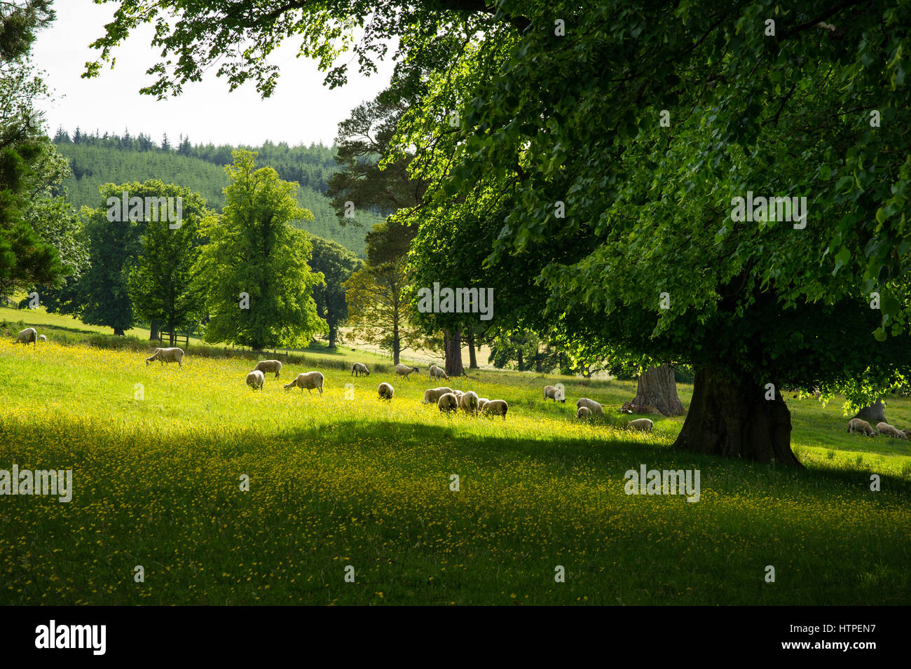 Sheep in scotland in a pasture hi-res stock photography and images - Alamy
