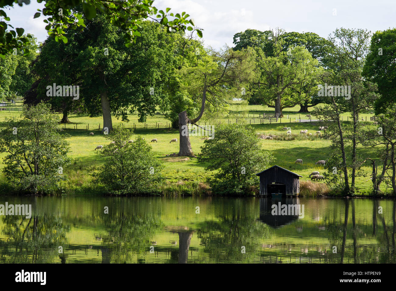 Picturesque pastures with sheep, Scotland, UK Stock Photo - Alamy