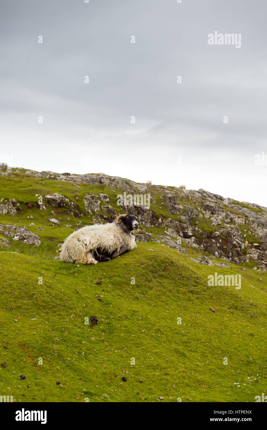 Sheep and picturesque pastures, Rodel, Outer Hebrides, Scotland Stock ...
