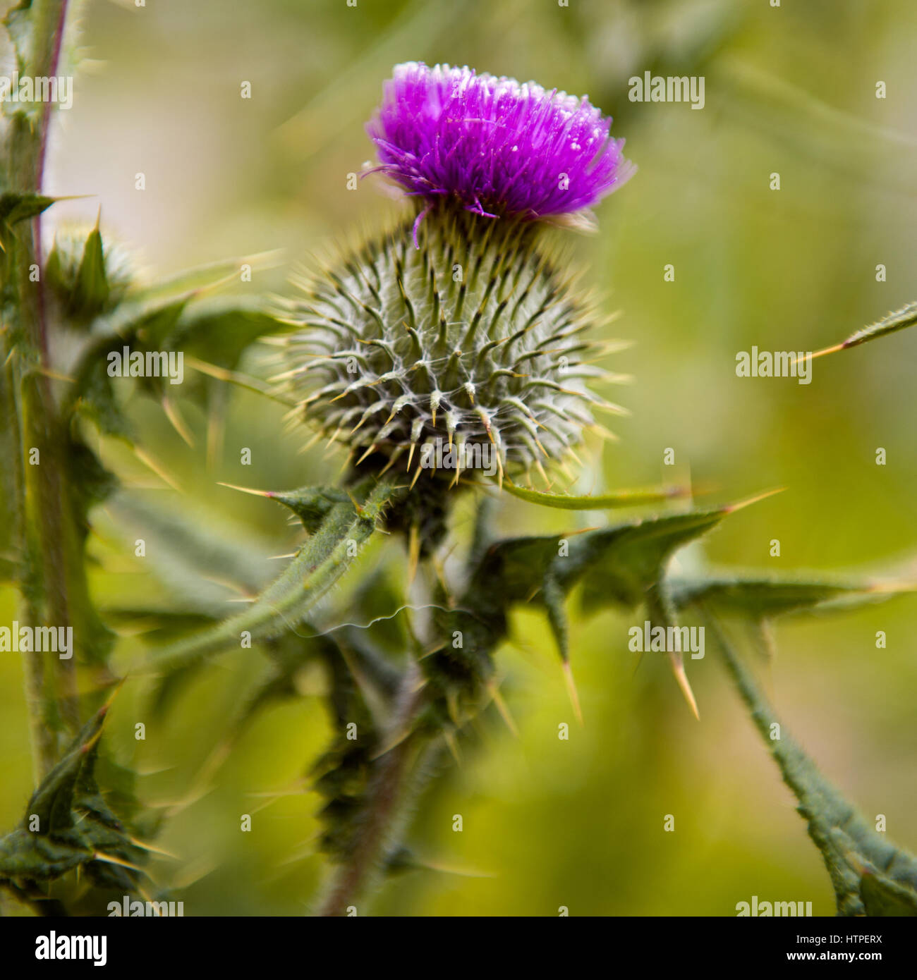 Scottish national flower hi-res stock photography and images - Alamy