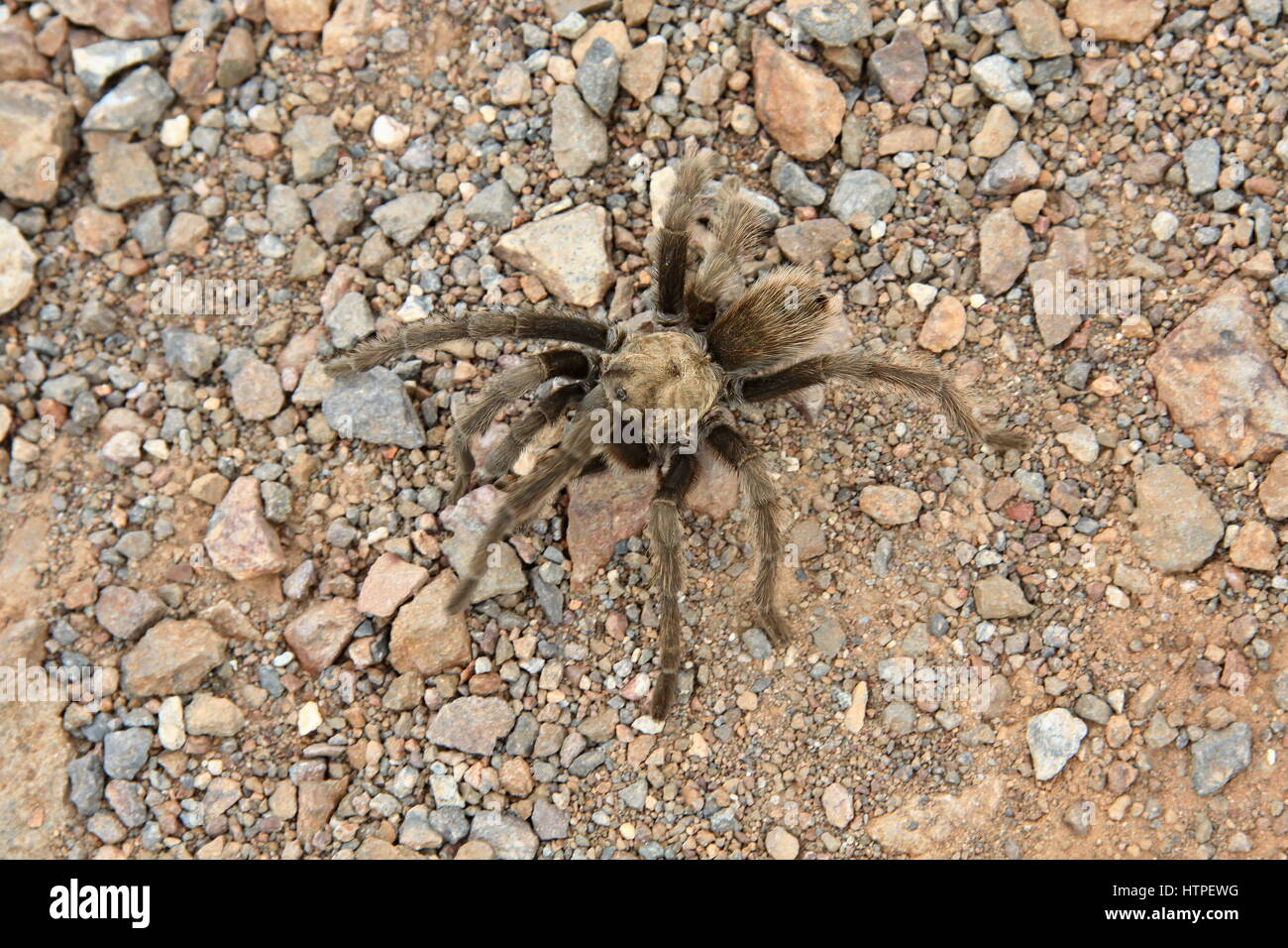 Spider Tarantula, Death Valley National Park, Eastern California, North ...