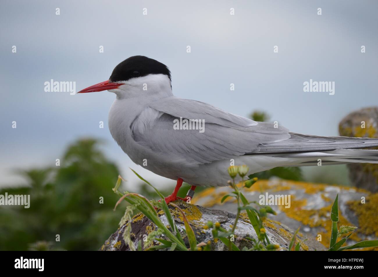 Breeding Arctic Tern High Resolution Stock Photography and Images - Alamy