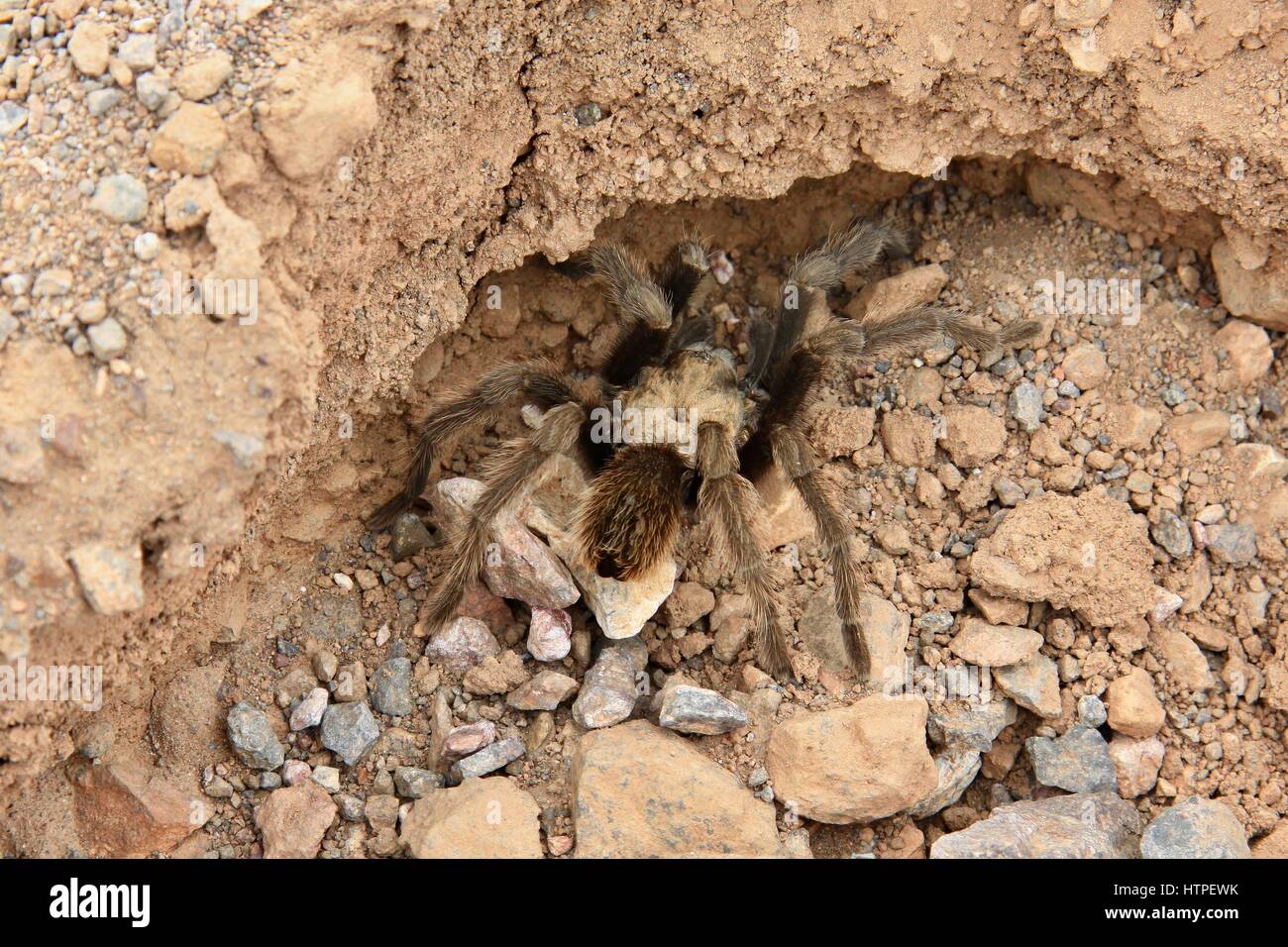 Spider Tarantula, Death Valley National Park, Eastern California, North ...