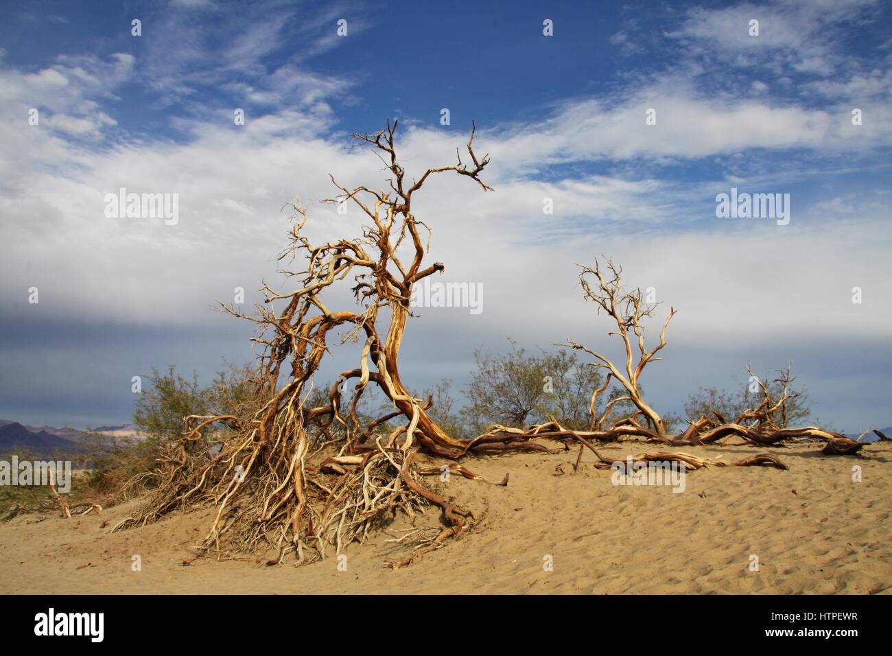 Dead Tree in The Desert, Death Valley National Park, Eastern California ...