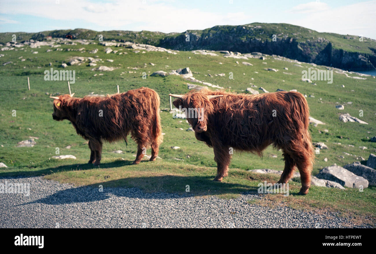 Beautiful highland cattle hi-res stock photography and images - Alamy