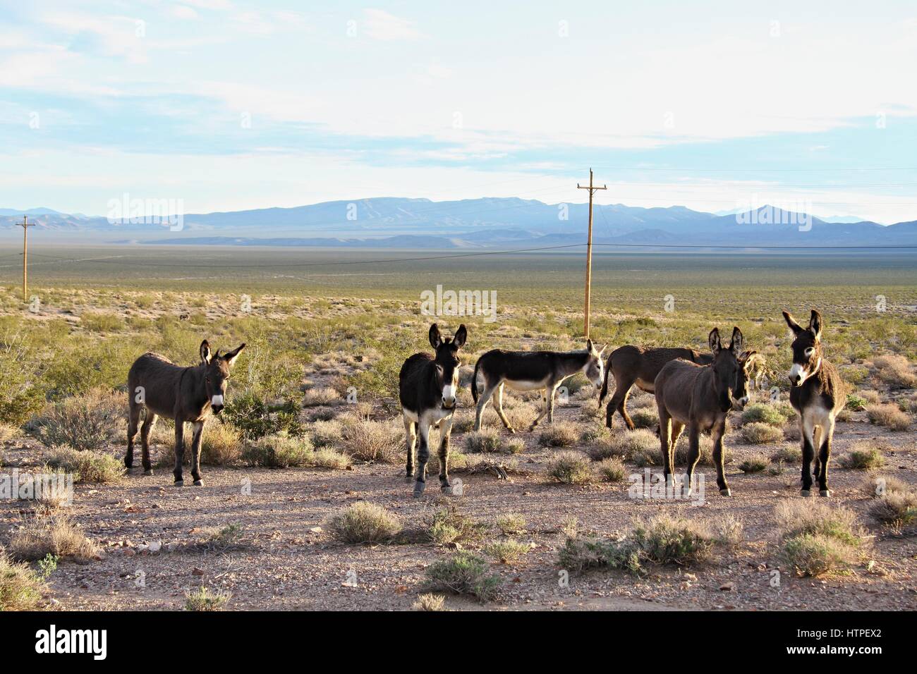Wild Burros, Along Historic Route 66, Arizona, USA Stock Photo - Alamy