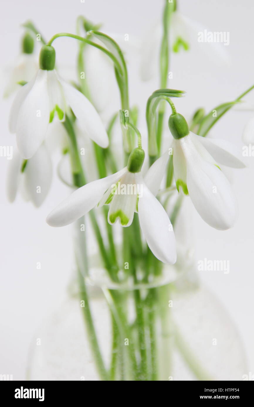A bunch of freshly picked single flower snowdrops (galanthus) in a ...
