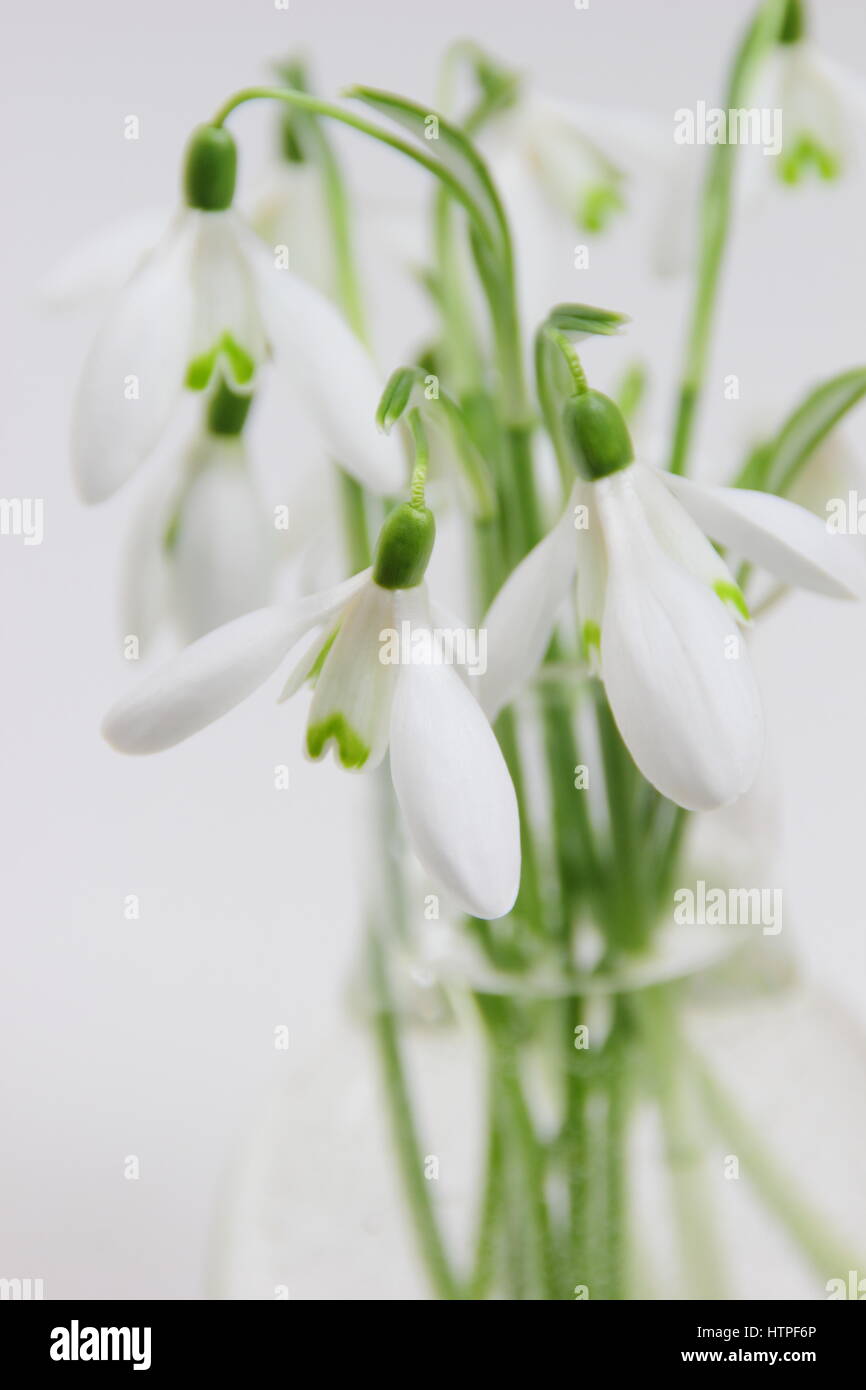 A bunch of freshly picked single flower snowdrops (galanthus) in a ...