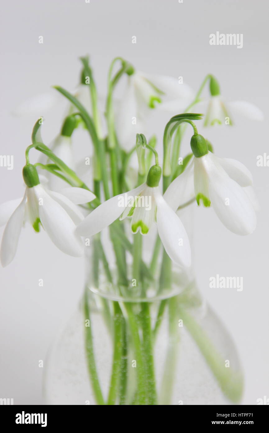Beautiful snowdrop flowers galanthus nivalis hi-res stock photography ...