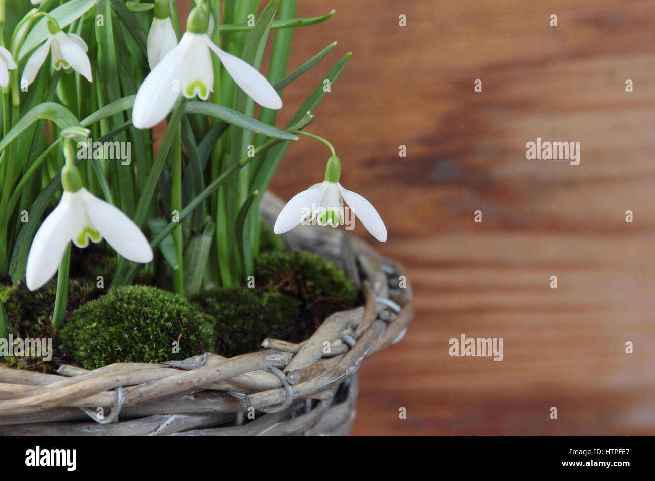 Decorative woven pot planted with snowdrops (galanthus) against rustic ...