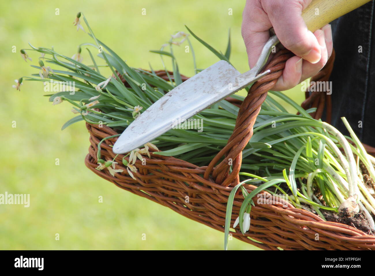 Gardener carries lifted snowdrops (galanthus nivalis) that are 'in the ...