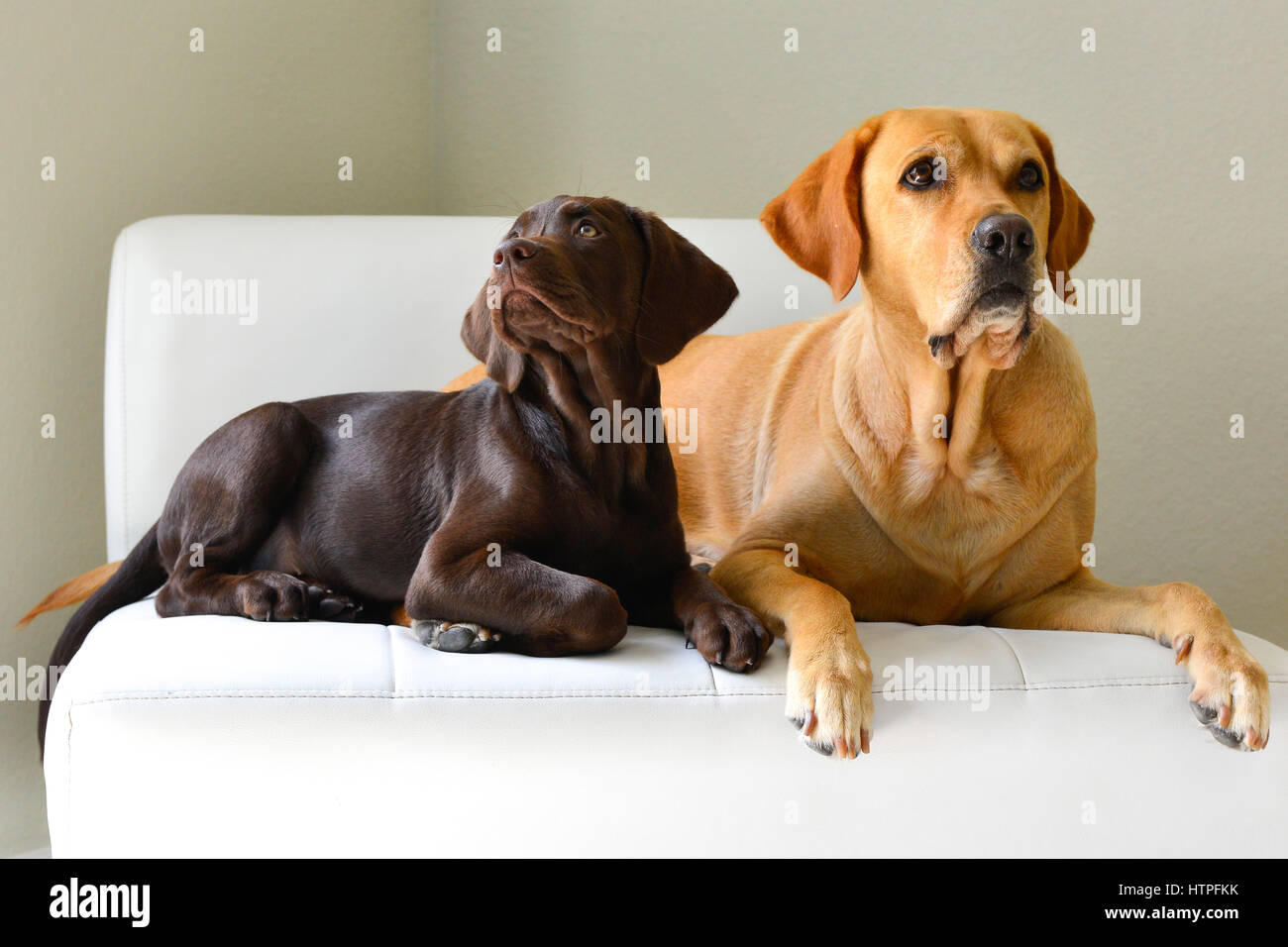 Chocolate Puppy Dog Hound