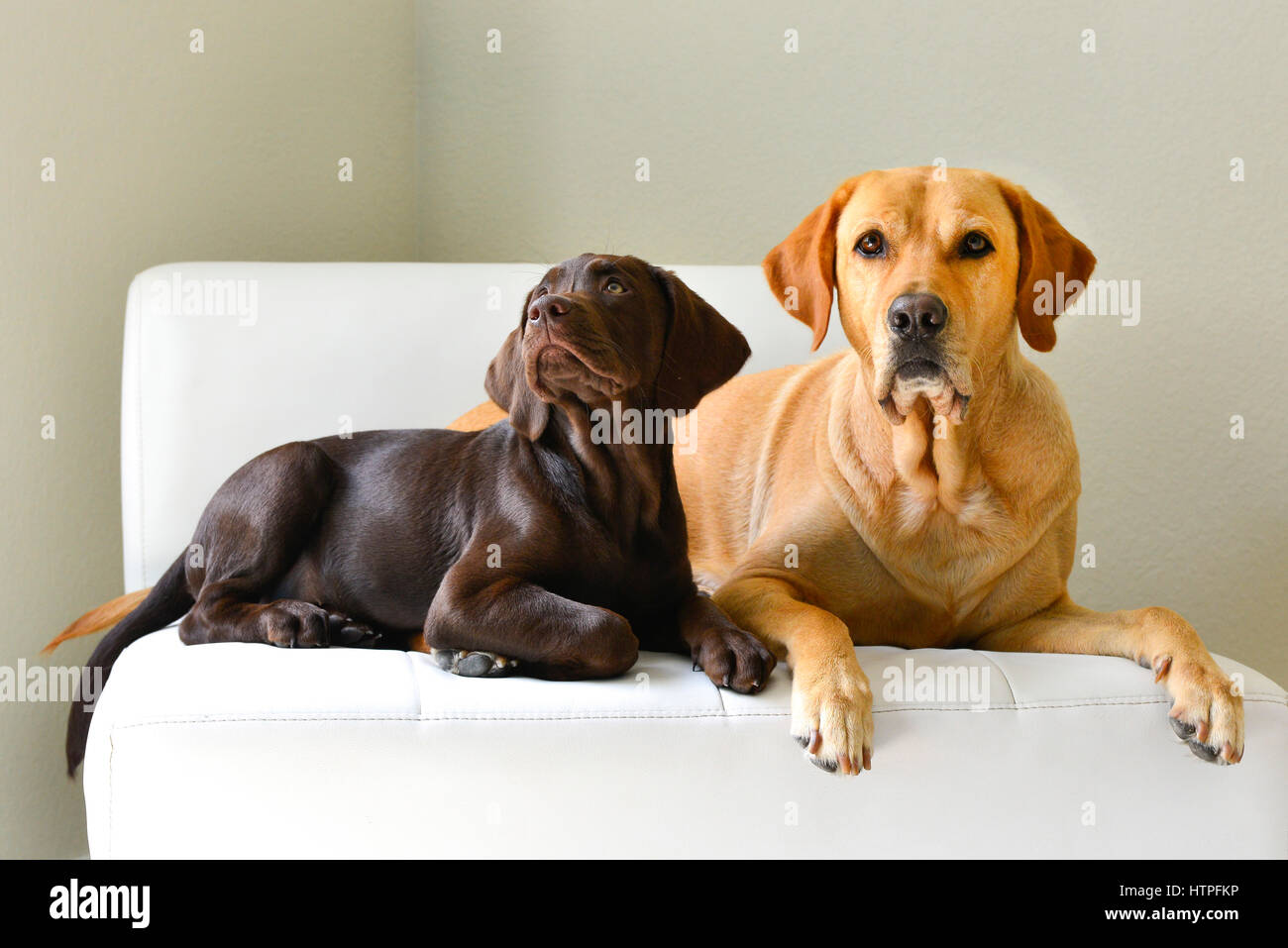 Adult Chocolate Labrador Retriever Stock Photos & Adult Chocolate ...