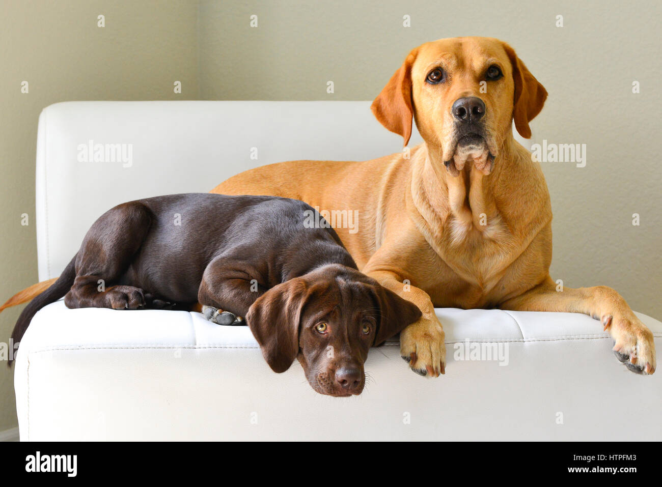 Chocolate Brown Golden Retriever