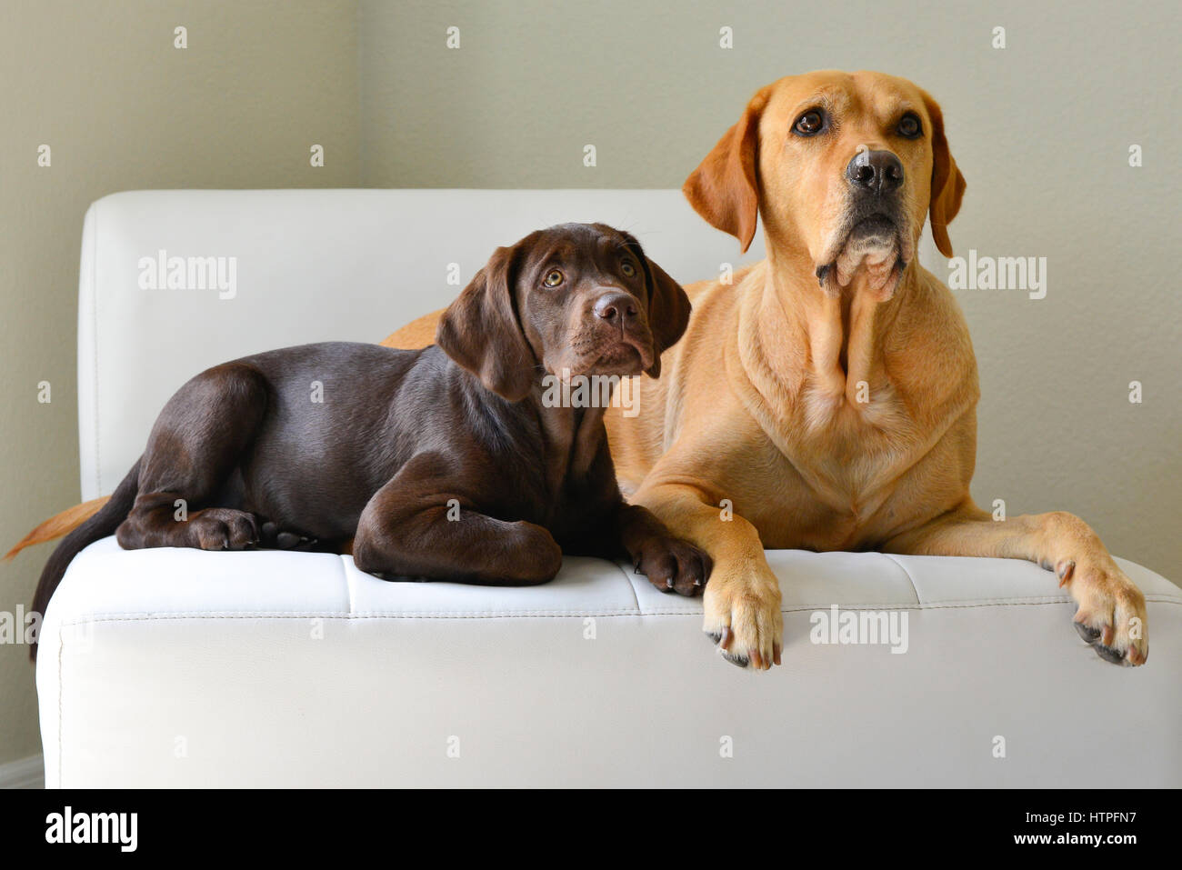 Adult chocolate labrador retriever hi-res stock photography and images ...