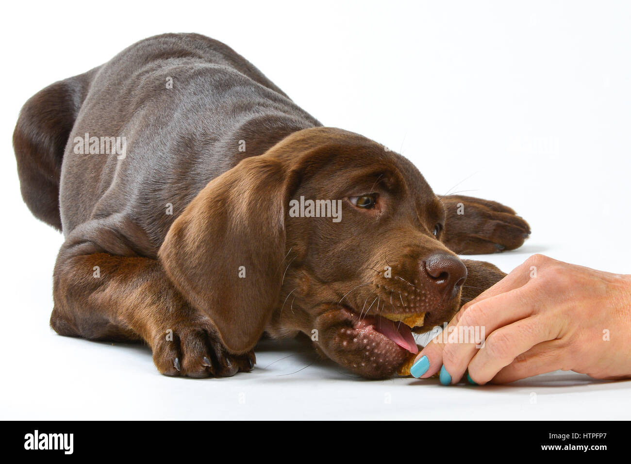 How Much Do Polish Hound Puppies Cost