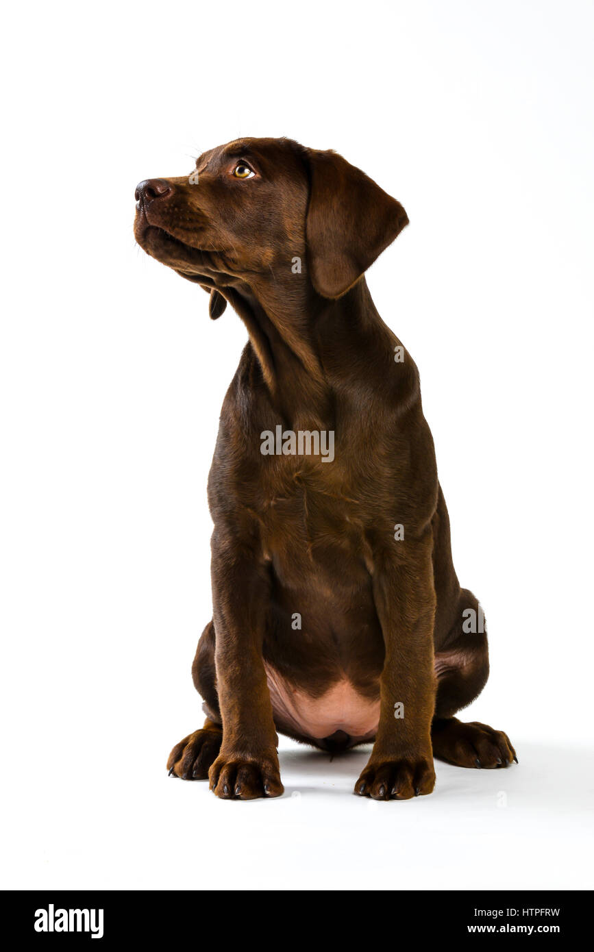 Lab dog isolated profile Cut Out Stock Images & Pictures - Alamy
