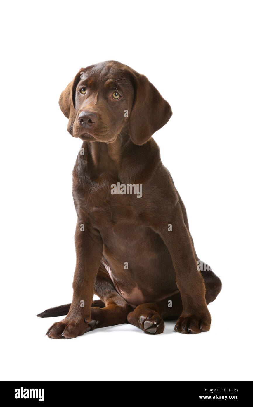 Lab dog Cut Out Stock Images & Pictures - Alamy