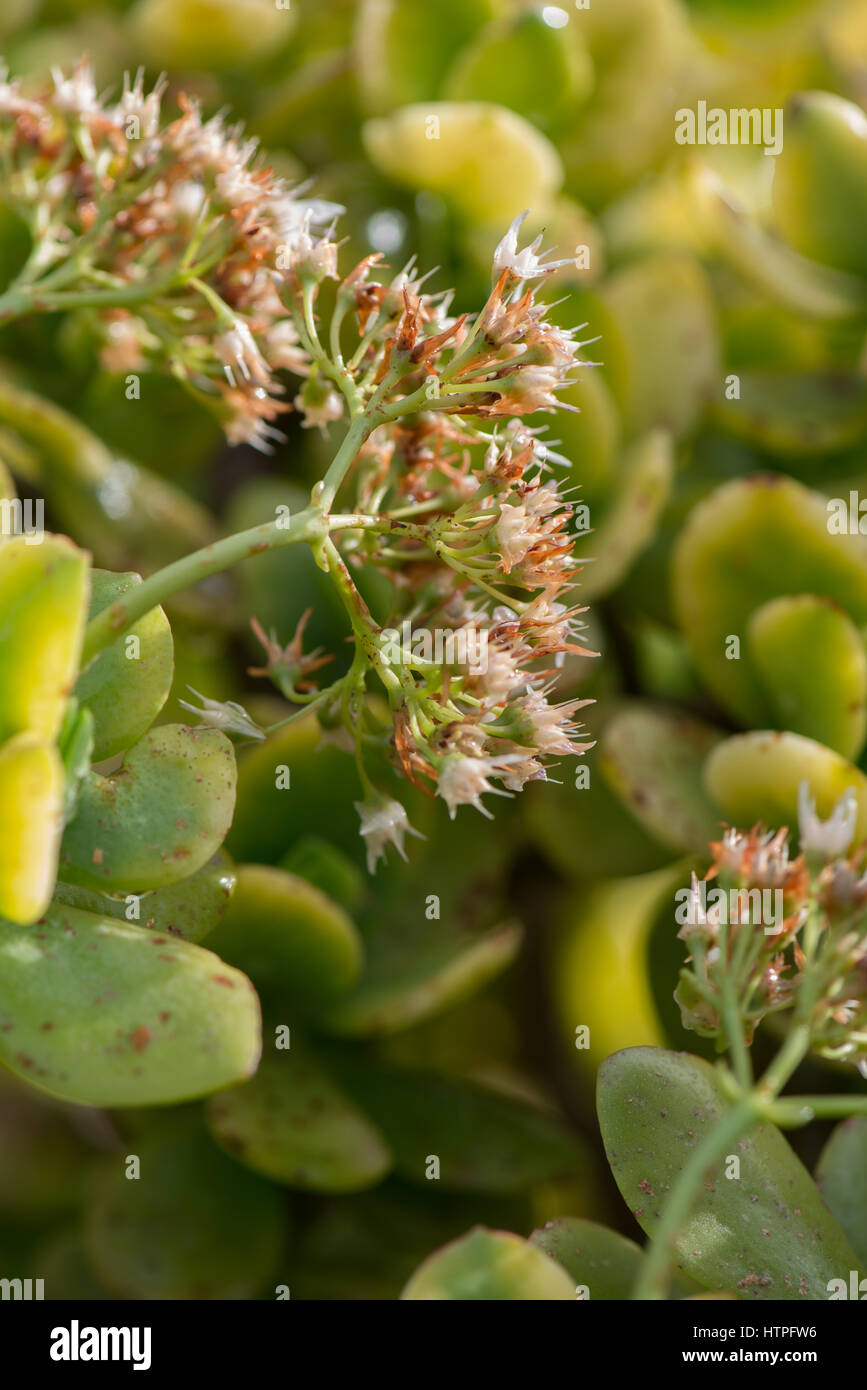 Green spanish plant in macro view Stock Photo - Alamy