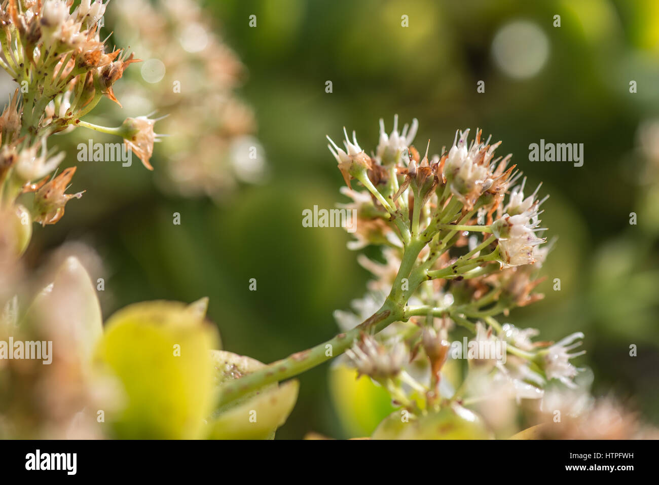 Green spanish plant in macro view Stock Photo - Alamy