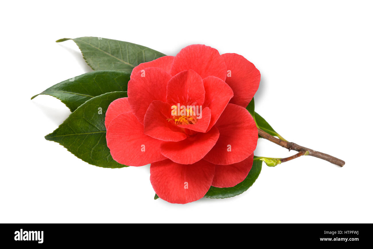 camellia branch with flower isolated on white background Stock Photo ...