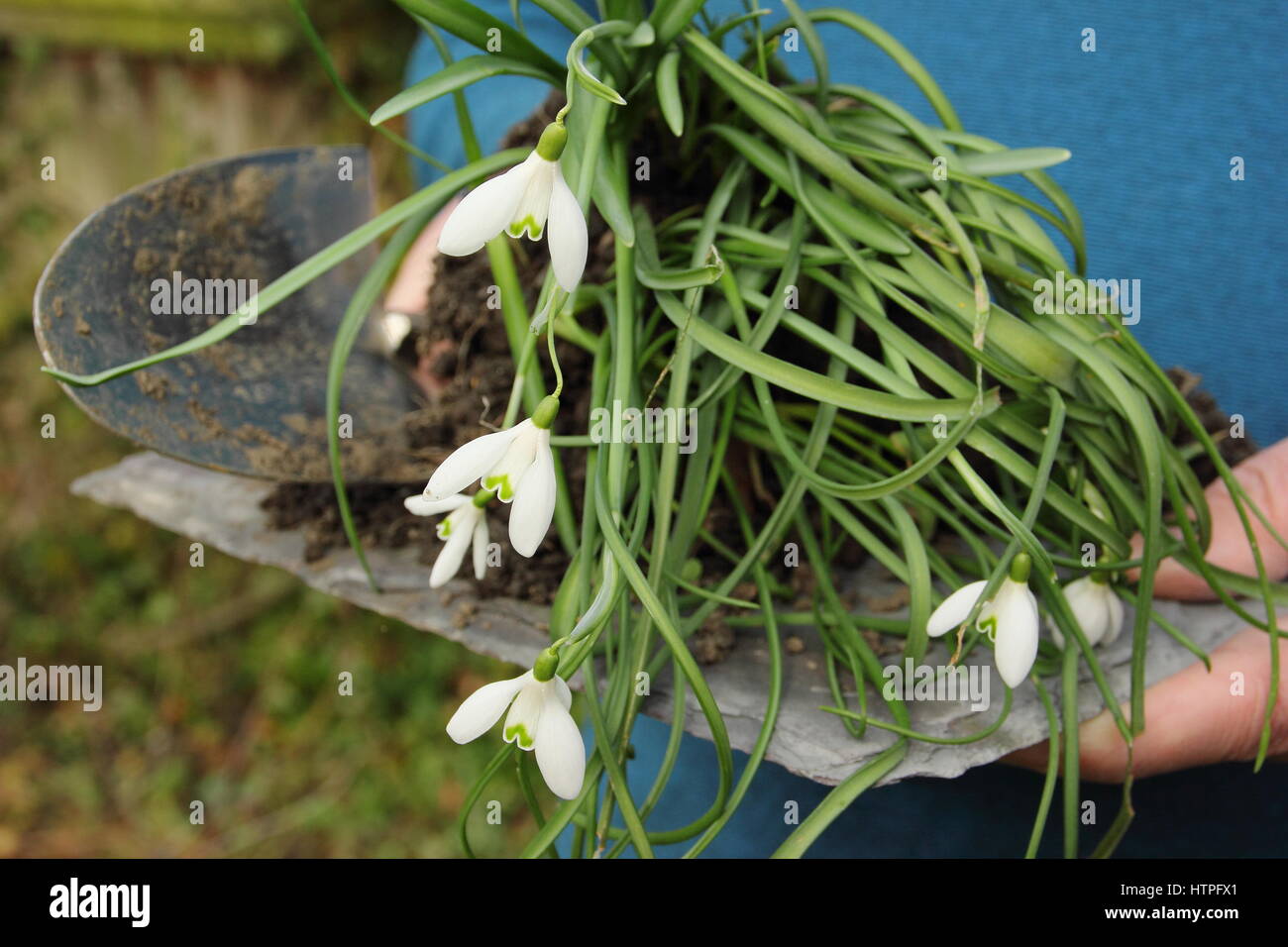 Gardener carries lifted snowdrops (galanthus nivalis) that are 'in the ...