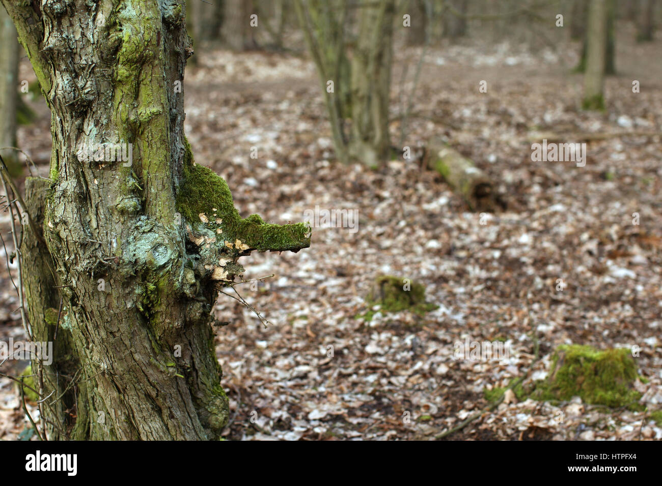 Spring Impressions from the Grunewald in Berlin. Moss covered dead tree ...