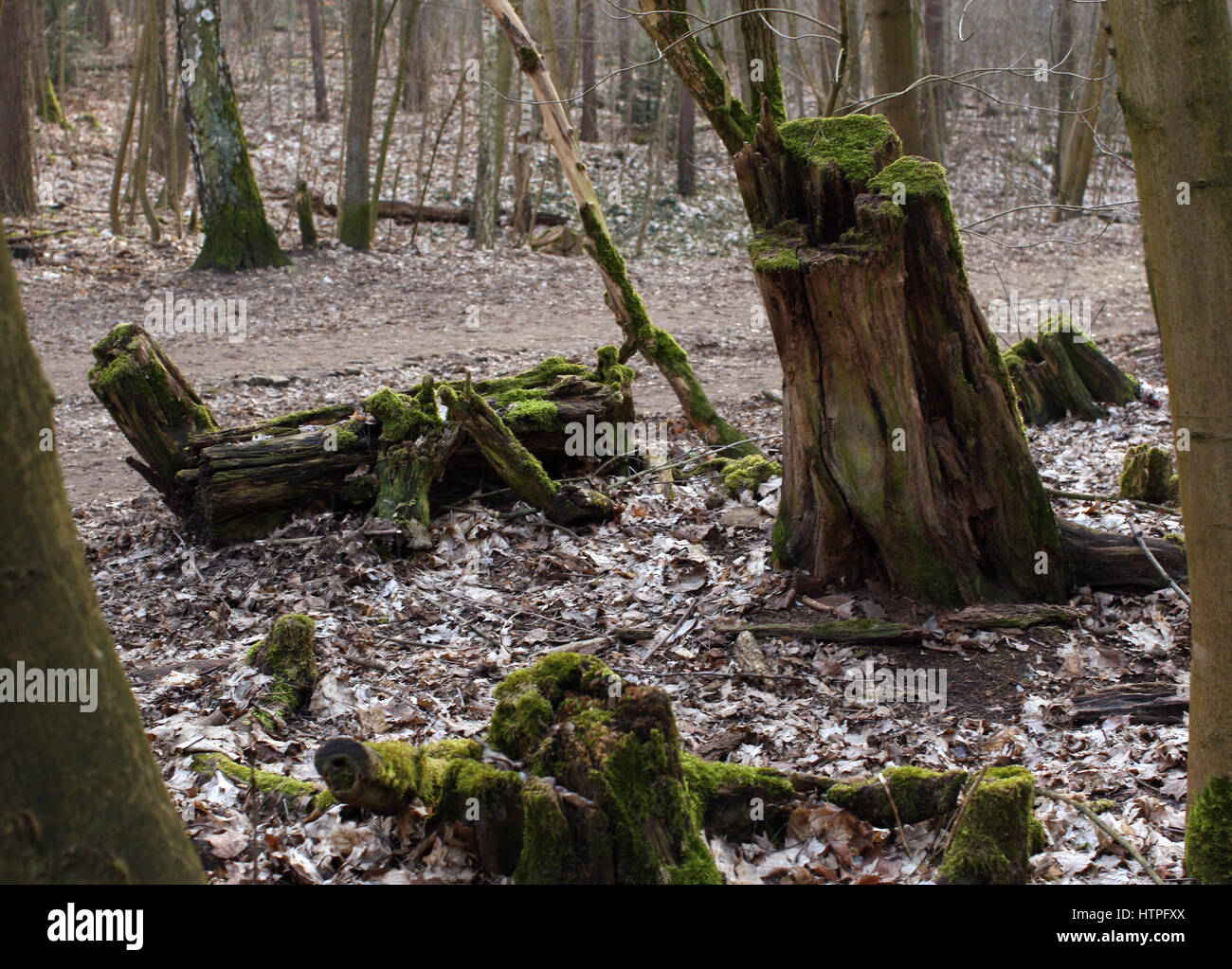 Spring Impressions from the Grunewald in Berlin. Moss covered dead tree ...