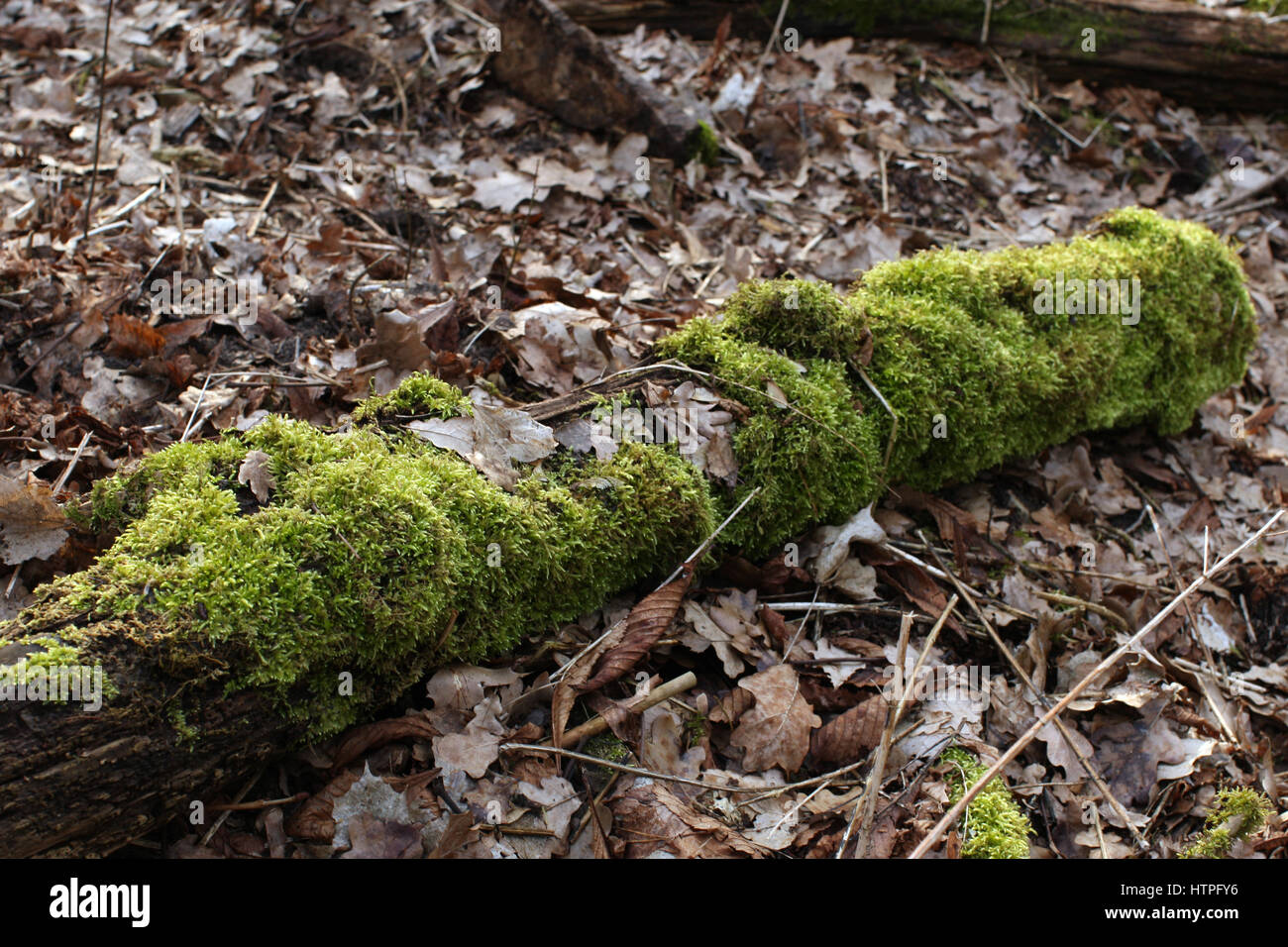 Tree trunks impressions hi-res stock photography and images - Alamy