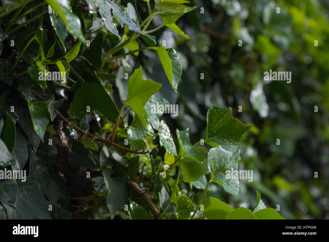 Dark green plant backgrounds hi-res stock photography and images - Alamy