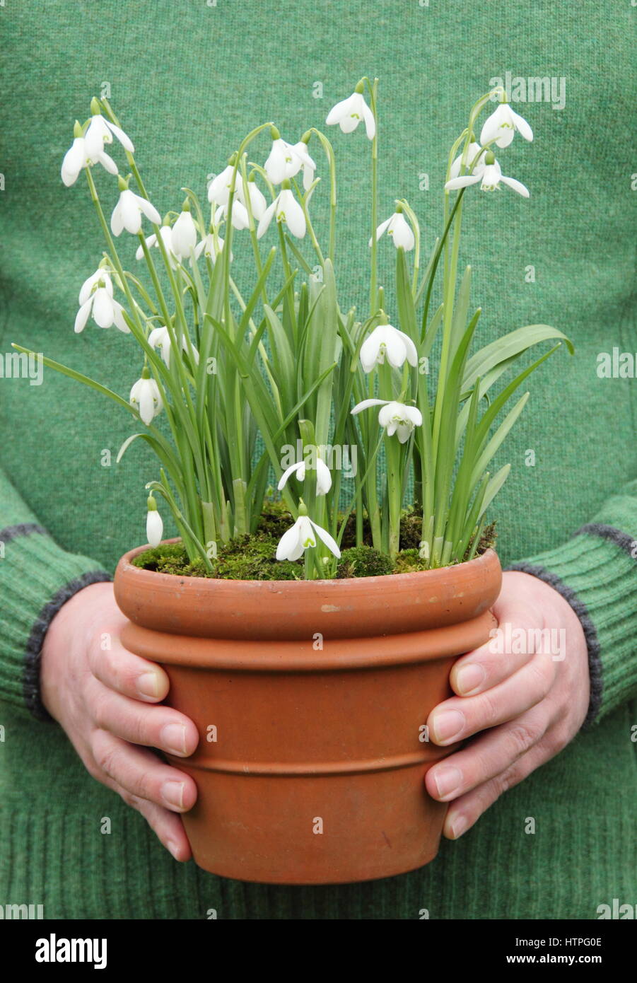Snowdrops (galanthus nivalis) in a terracotta pot ready for displaying ...