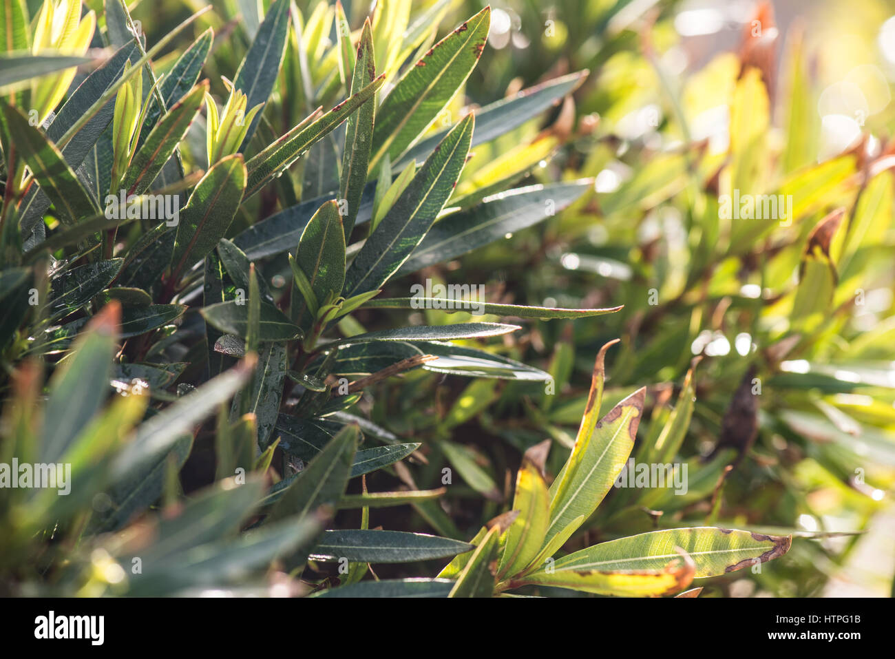 Green spanish plant in macro view Stock Photo - Alamy