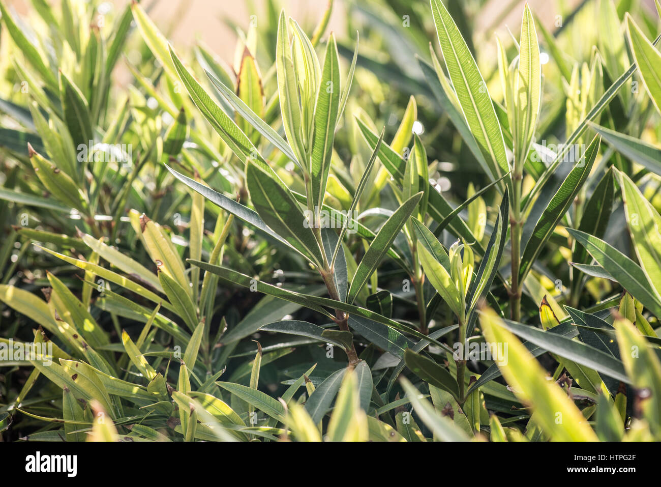Green spanish plant in macro view Stock Photo - Alamy