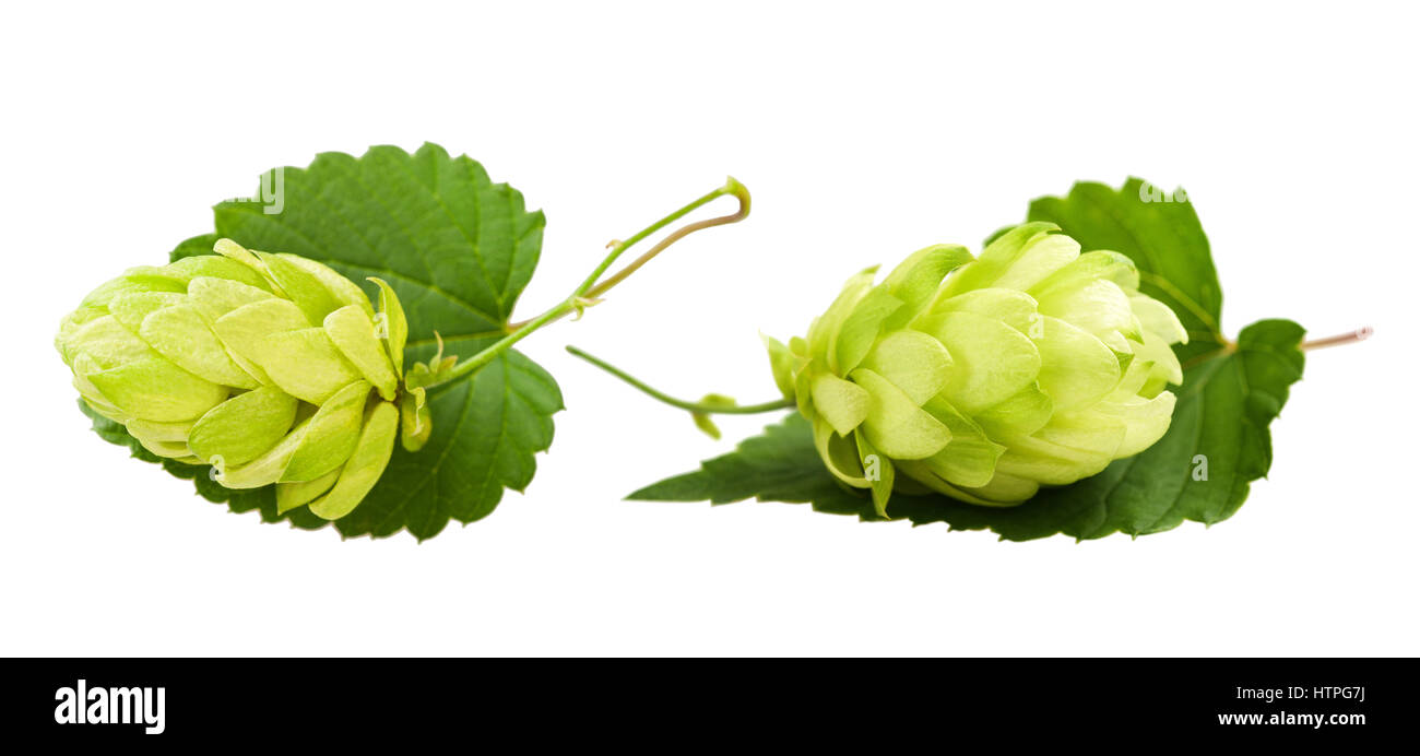 Two hop cones isolated on white Stock Photo - Alamy
