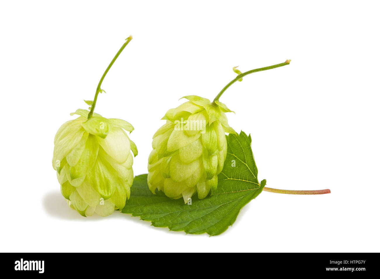 Raw hops Cut Out Stock Images & Pictures - Alamy